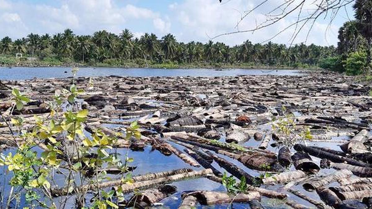 Floating tree trunks render lake water unfit for consumption - The Hindu