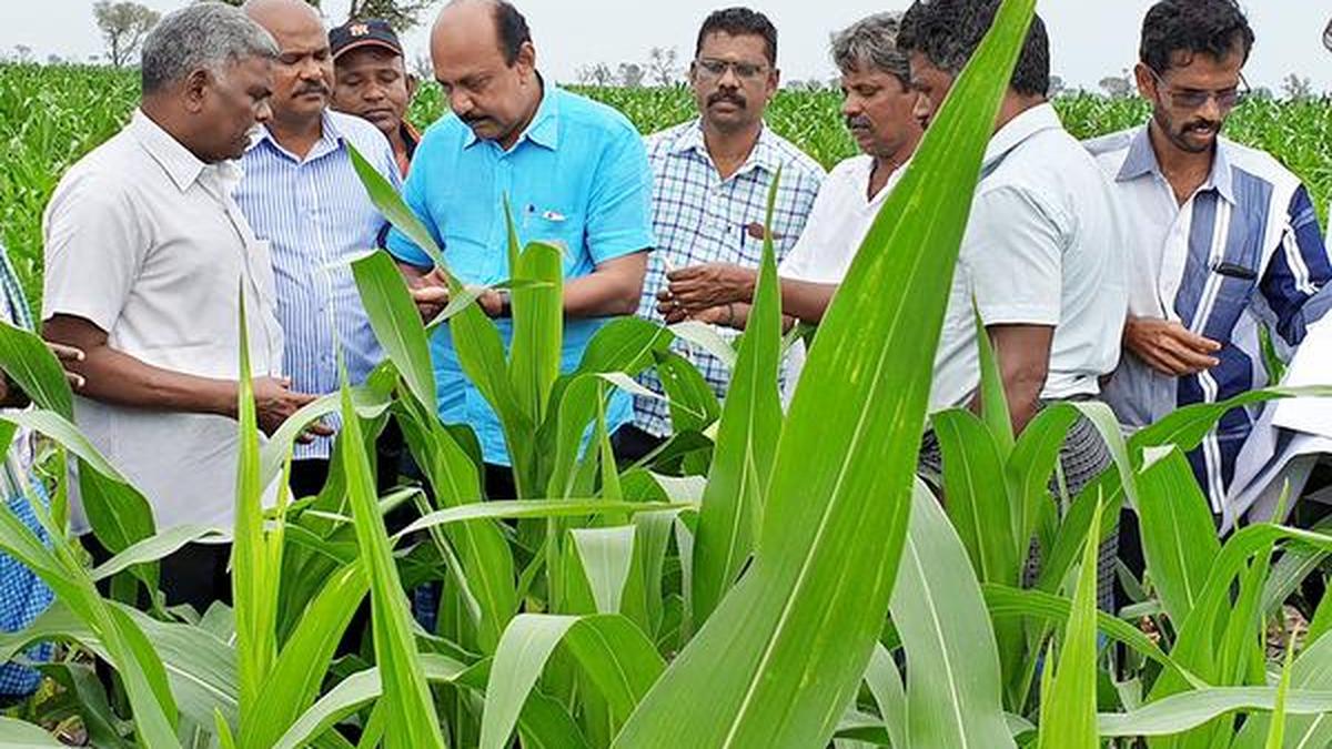 Bund cropping on paddy fields can check pests - The Hindu