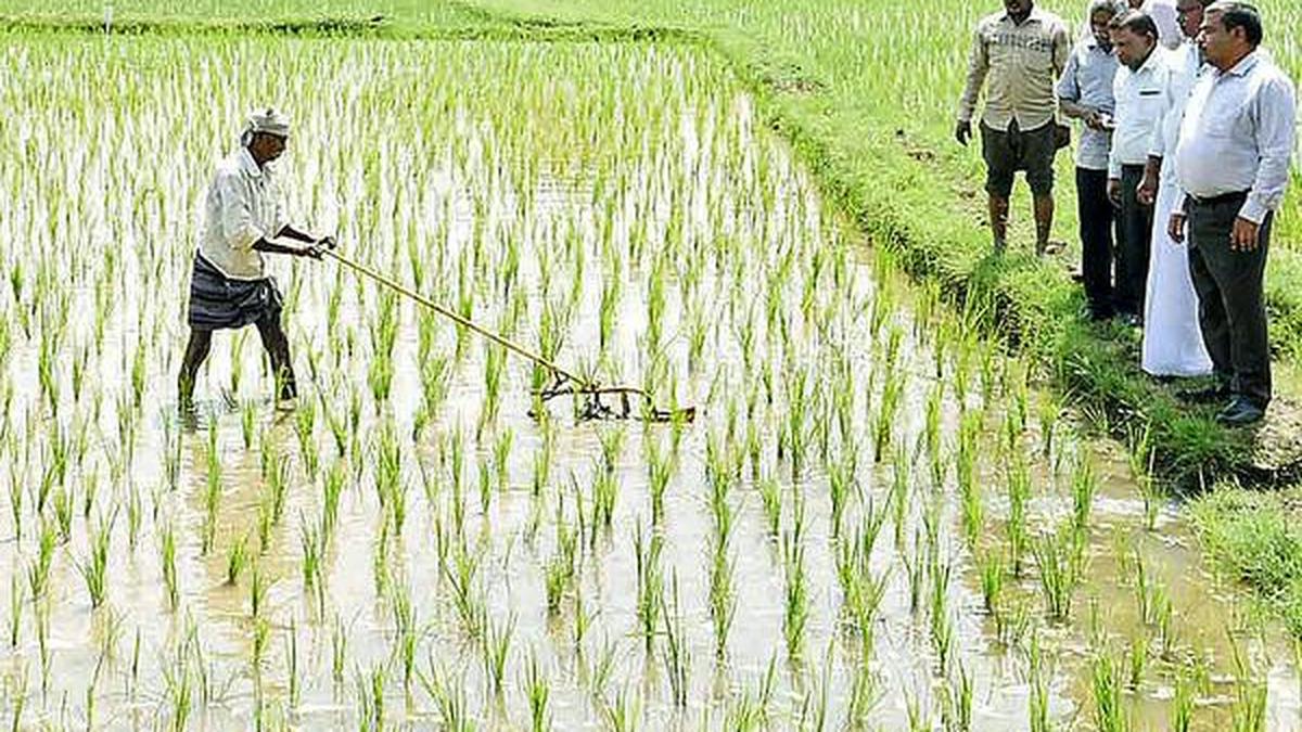 Efforts on to promote SRI in paddy cultivation - The Hindu