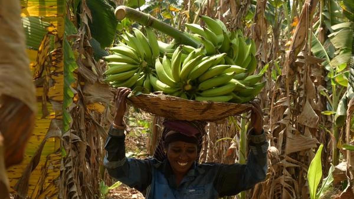 Nendran banana prices go up in Tiruchi market - The Hindu