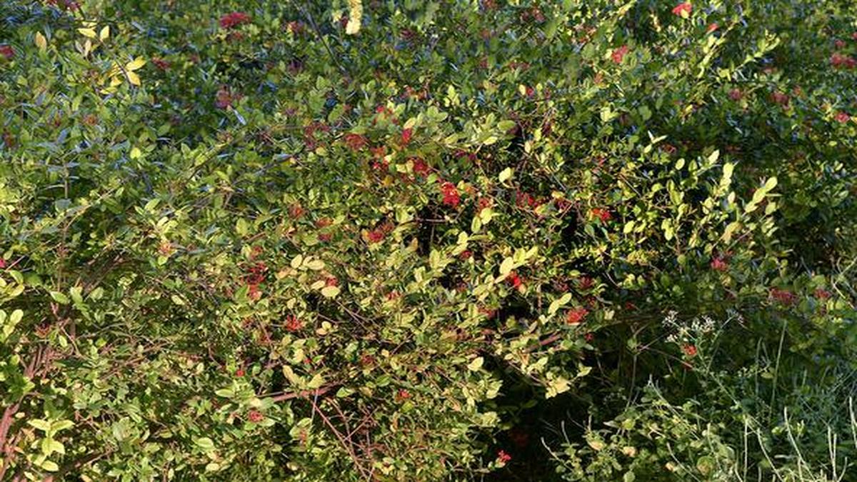 Steady income lures farmers towards viruchi flower cultivation - The Hindu