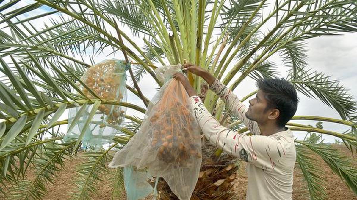 Tryst with date palms yields sweet dividends for this farmer - The Hindu