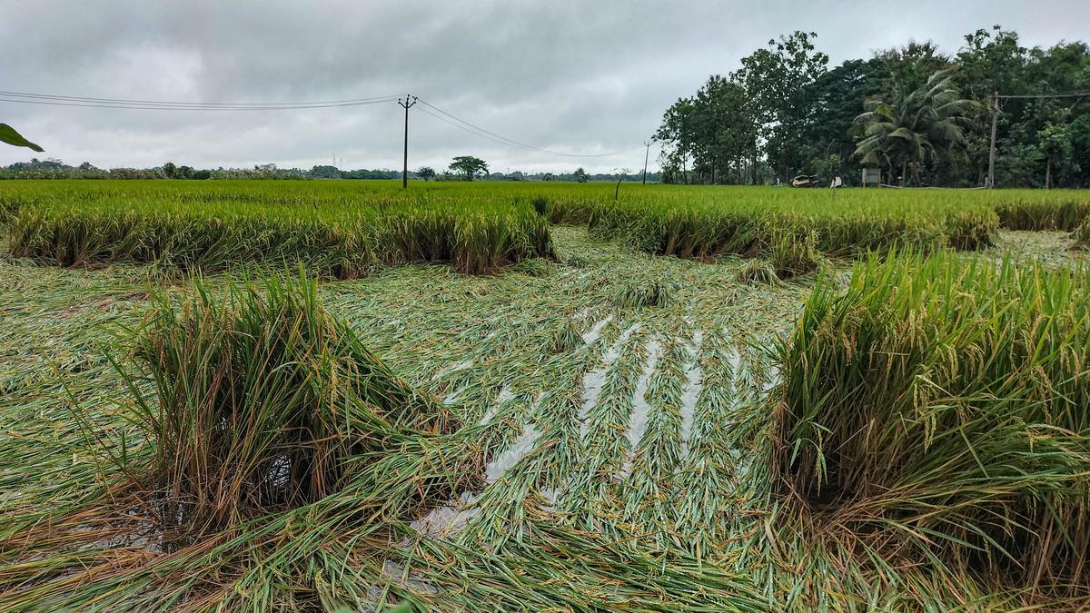 Paddy crops ready for harvest inundated after heavy rain lashes delta ...