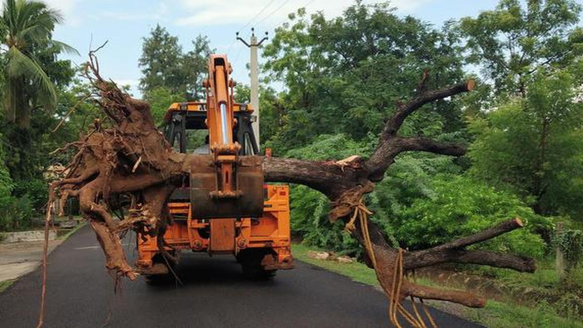 BHEL translocating trees for construction of flyover - The Hindu