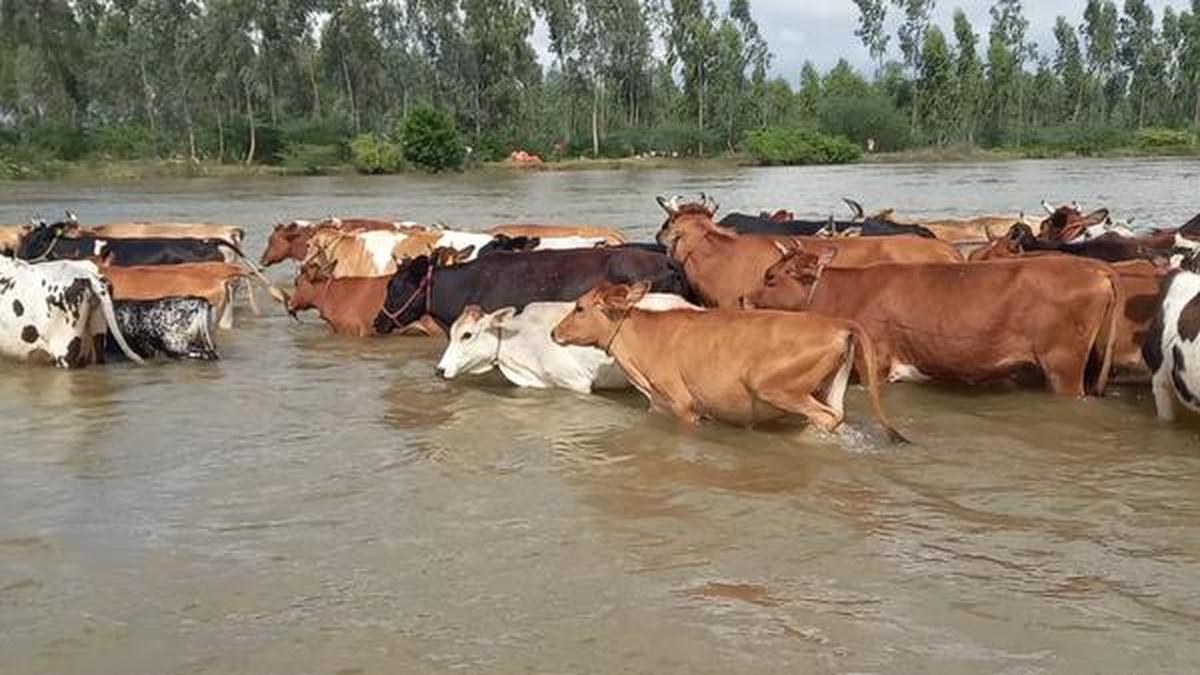 Firefighters rescue trapped cows in the Coleroon river - The Hindu