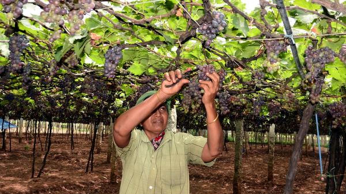 Farmers urged to cultivate grapes - The Hindu