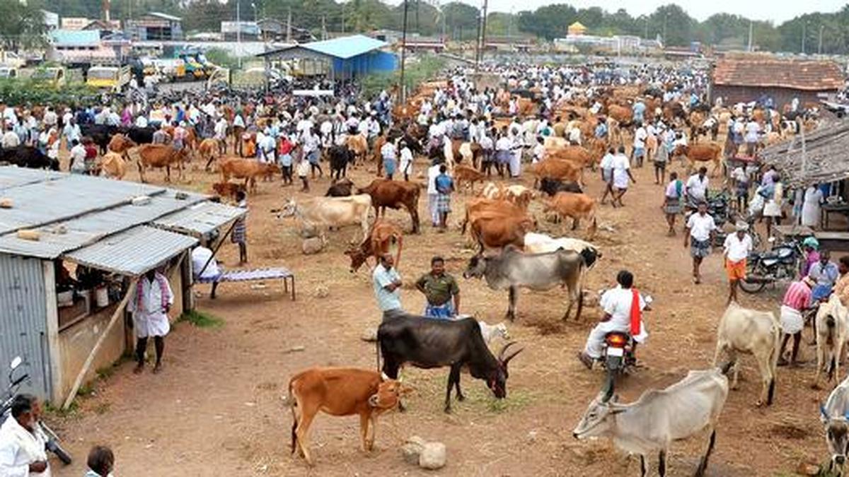 Manapparai cattle trade dull - The Hindu