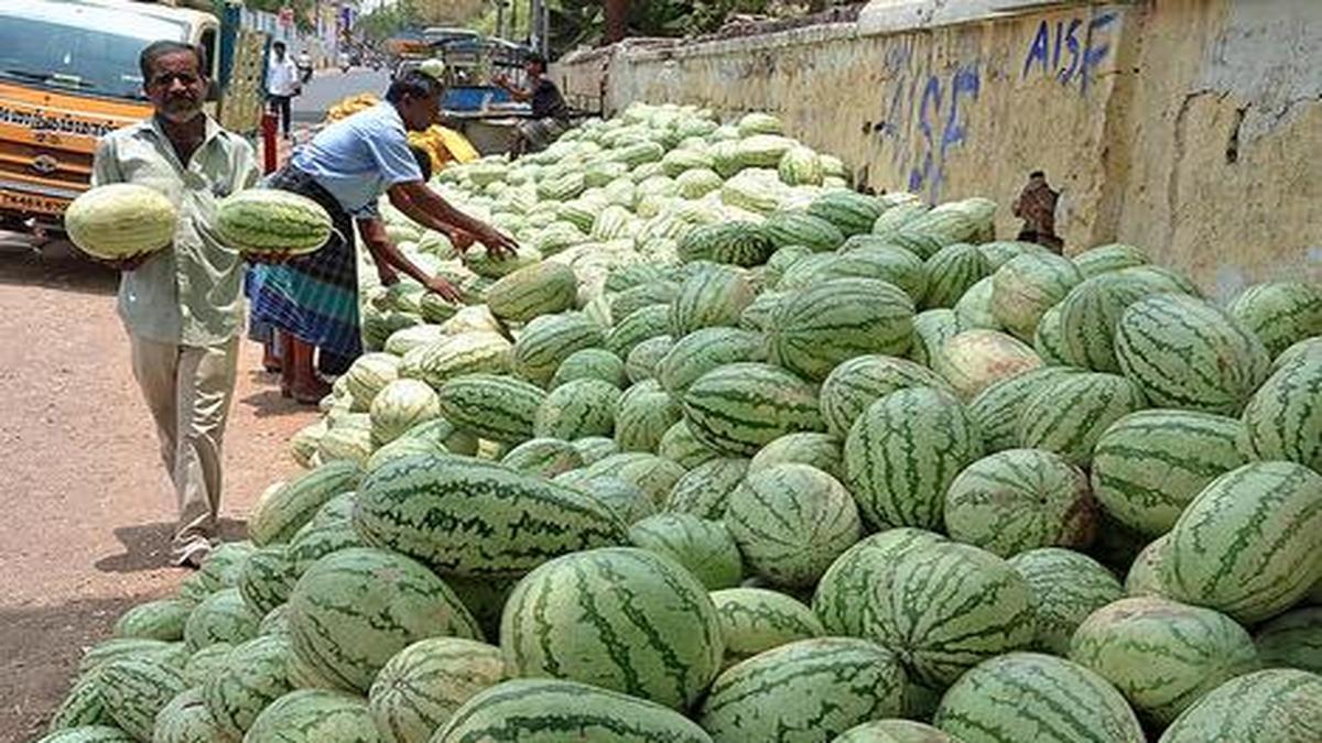 Watermelon price shoots up as yield falls - The Hindu