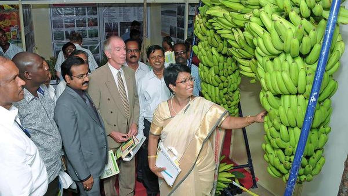 Celebrating 25th year with two new varieties of banana - The Hindu