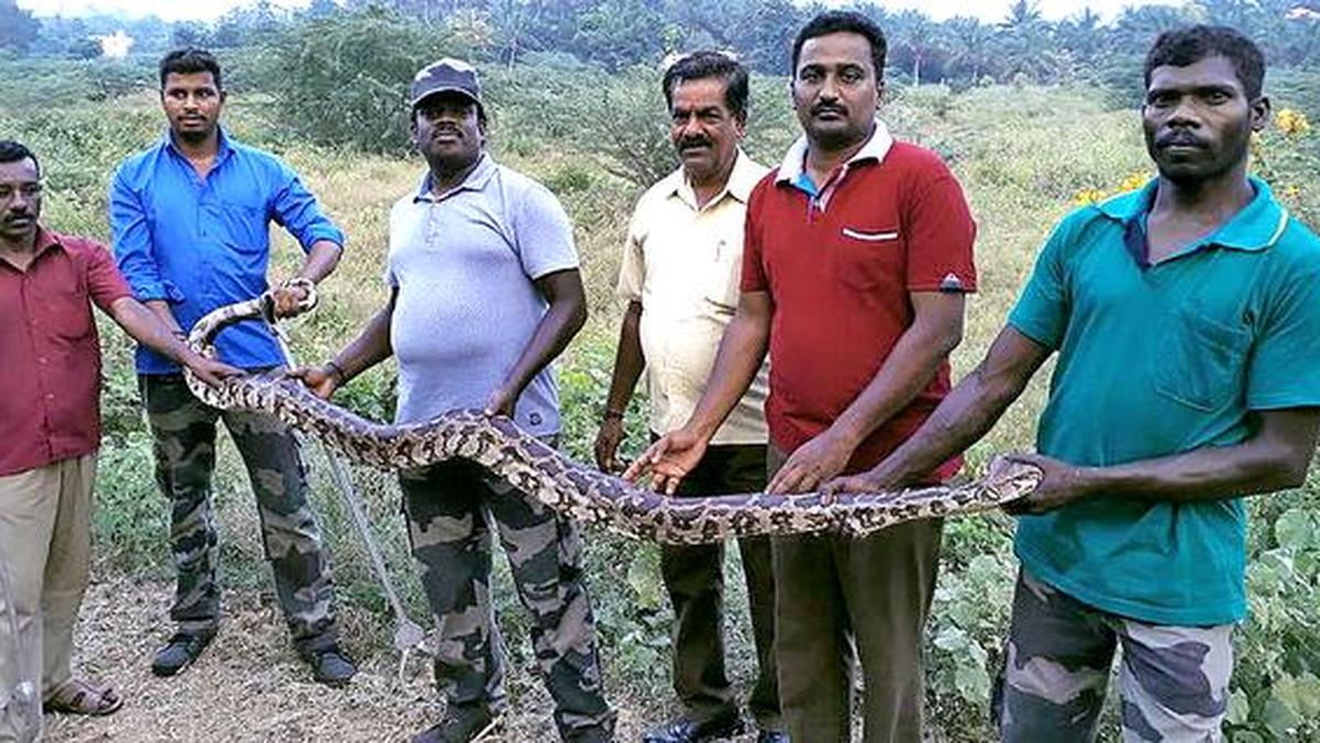 Python rescued from village - The Hindu
