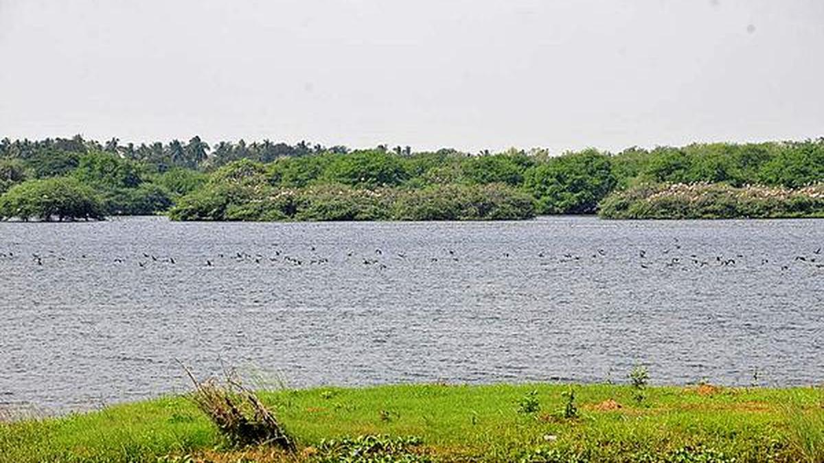 Winged visitors flock to Vaduvur - The Hindu