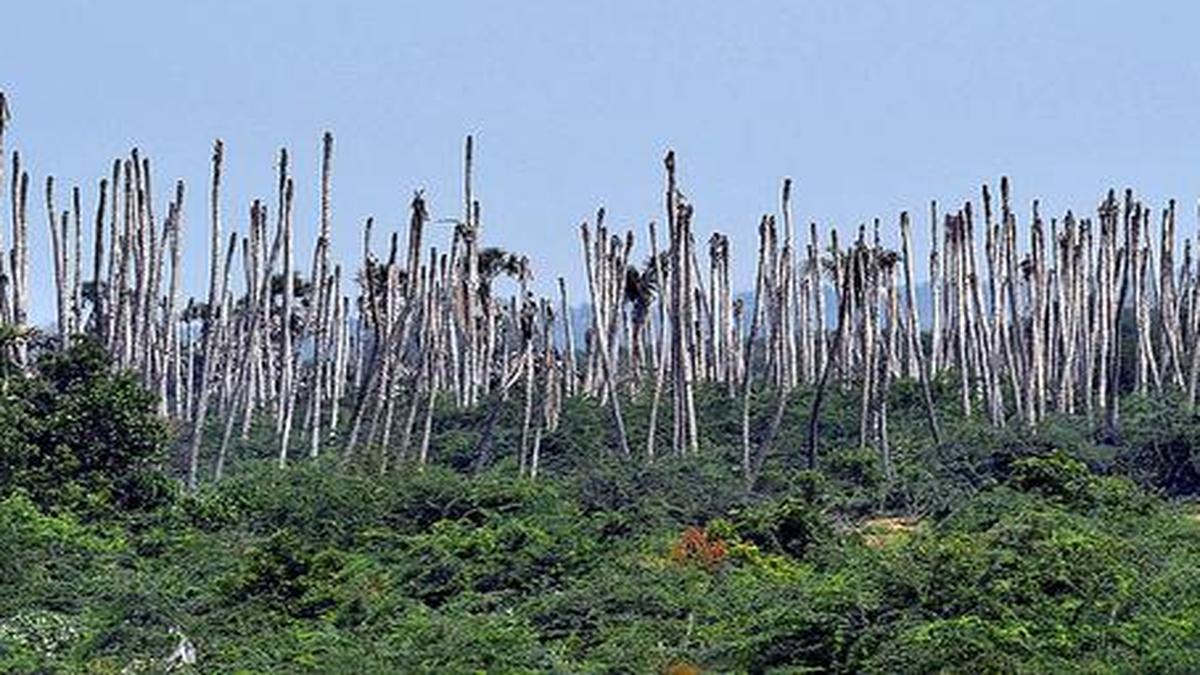 Monsoon fails to revive drought-hit coconut trees - The Hindu