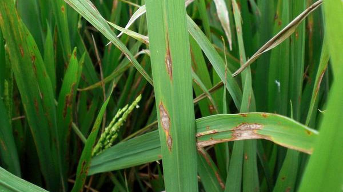 Agriculture dept. issues advisory to farmers on rice blast disease ...