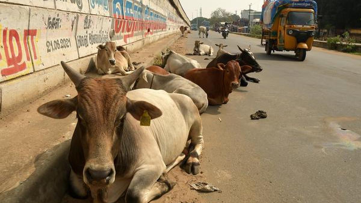 Stray cattle return to city streets - The Hindu