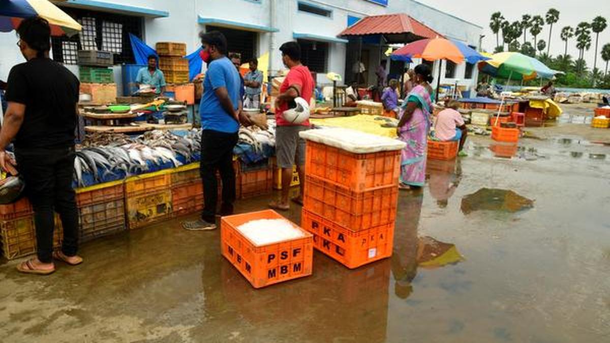 Poor waste management at Tiruchi fish market - The Hindu