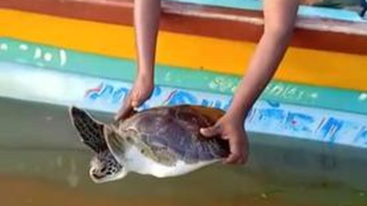 Turtle trapped in net released into sea - The Hindu