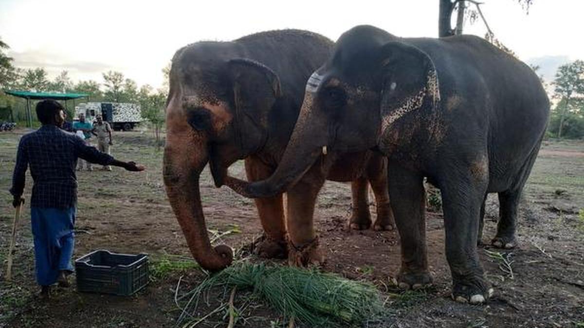 Translocated elephants begin to feel at home - The Hindu