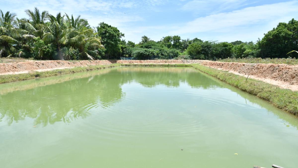 Farm ponds help transform livelihood of farmers in Mayiladuthurai ...