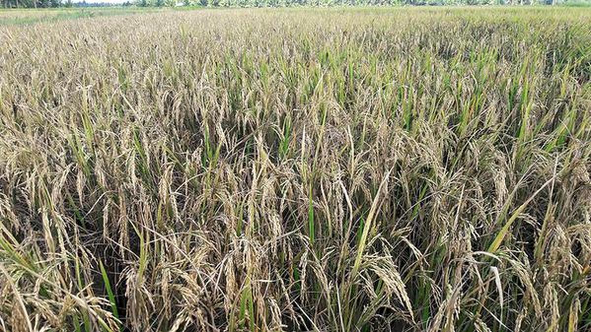 Thanjavur farmers fear drop in paddy yield due to pest attack - The Hindu