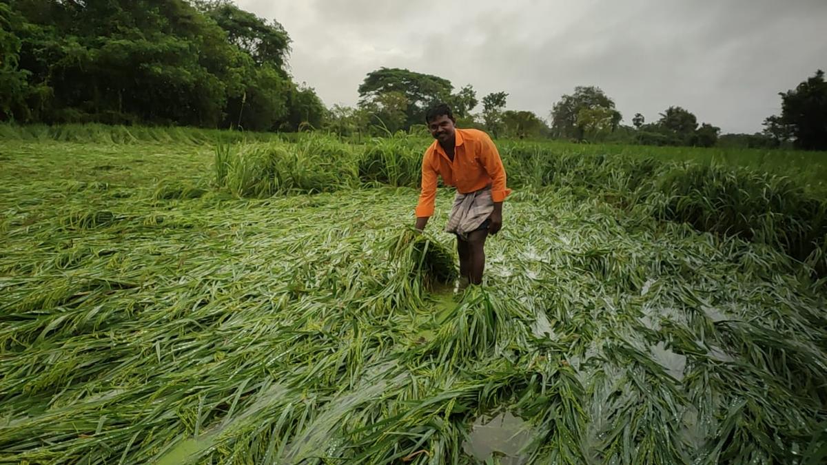 Lodging of paddy crop at harvest stage worries farmers - The Hindu