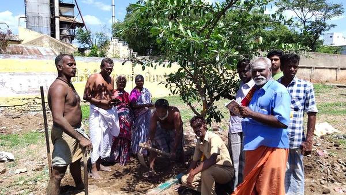Relocating a Mexican Calabash tree - The Hindu