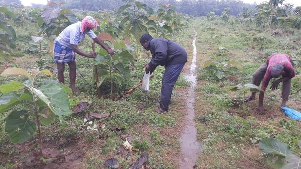 Teak saplings planted on over 1,000 hectares in Tiruchi and Thanjavur ...
