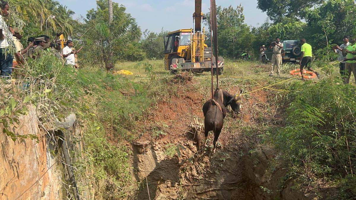 Forest Dept. takes up enumeration of open wells adjoining reserve ...