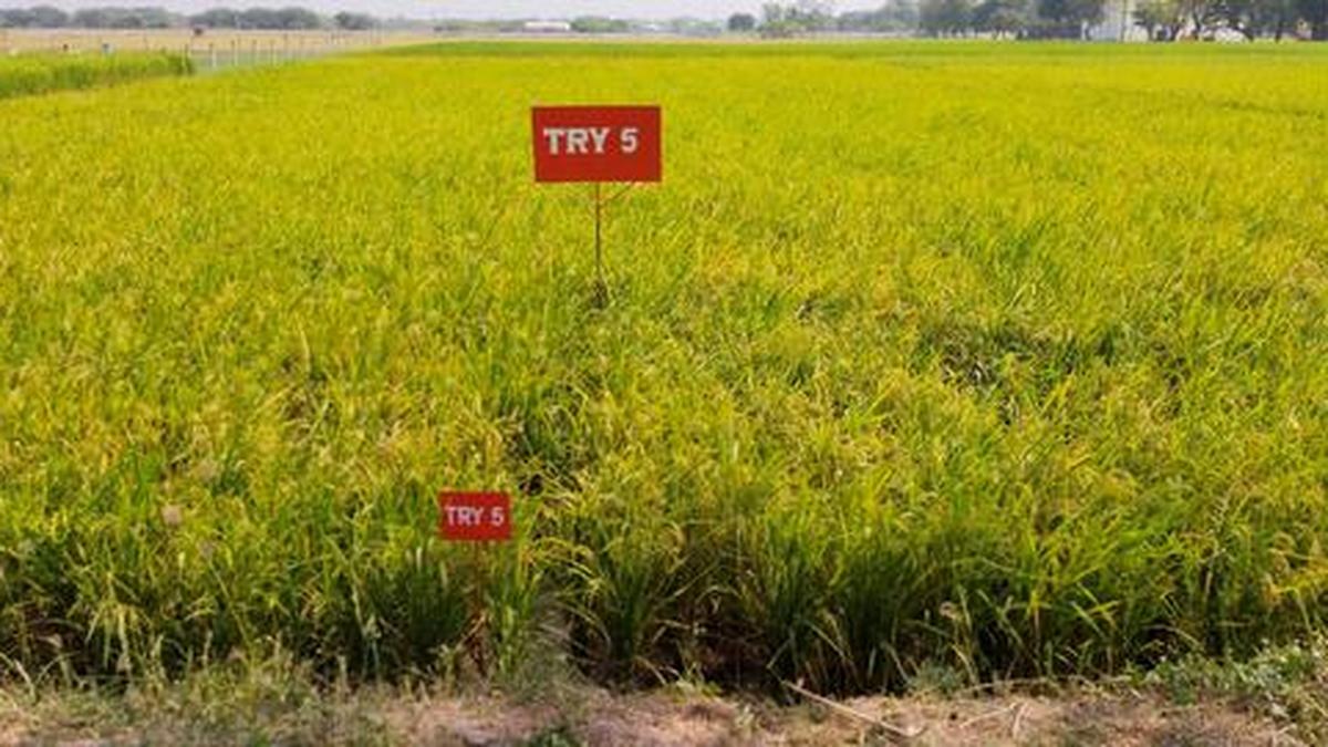 New rice variety for sodic soil condition released - The Hindu