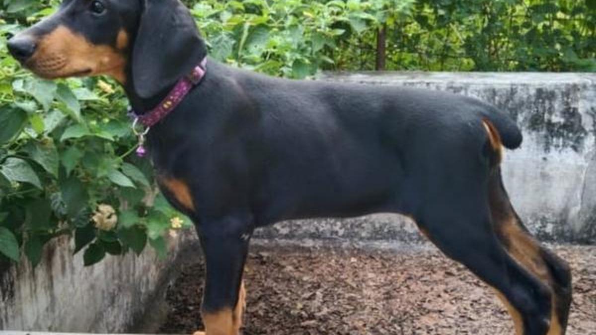 Kaveri joins the detective dog squad - The Hindu