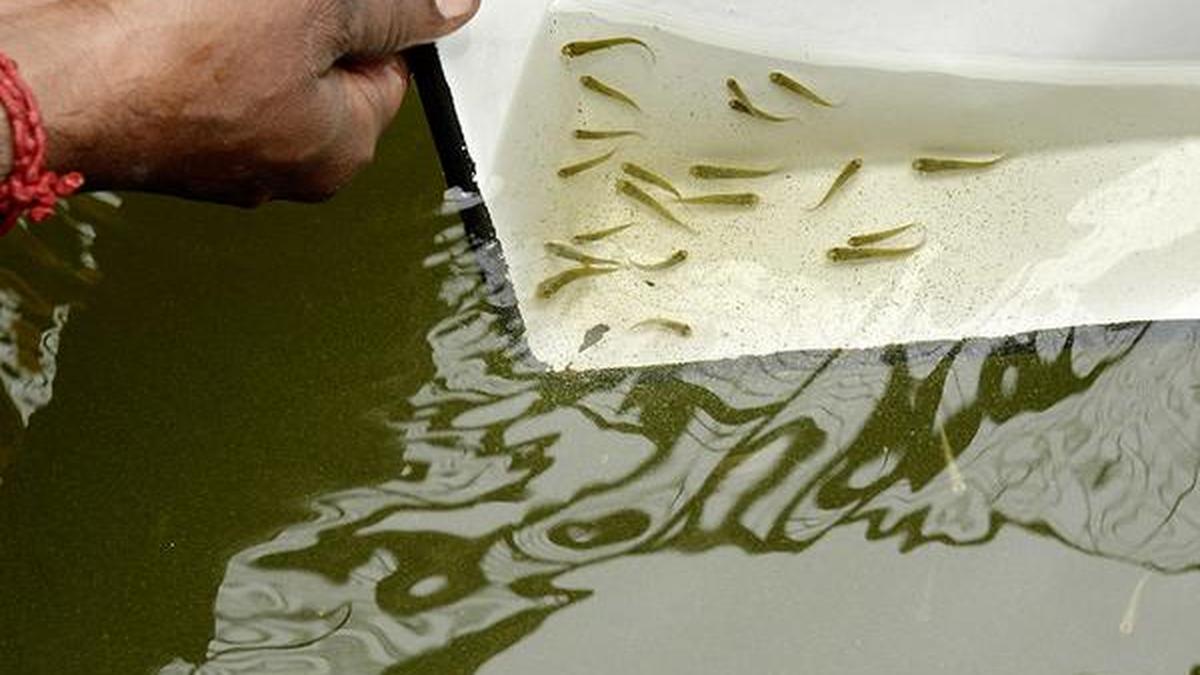Health dept. begins breeding gambusia fish to fight mosquitoes - The Hindu