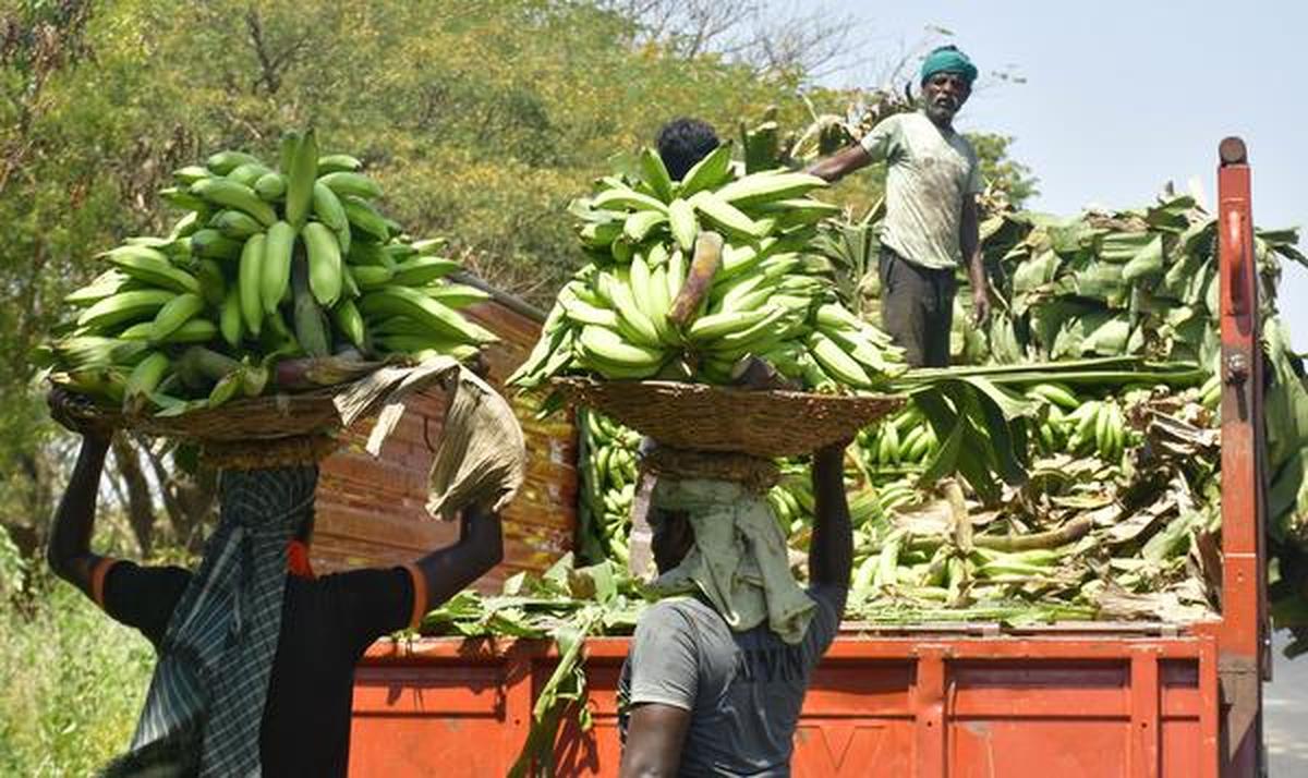 Unseasonal rain brings down yield of ‘nendran’ banana - The Hindu