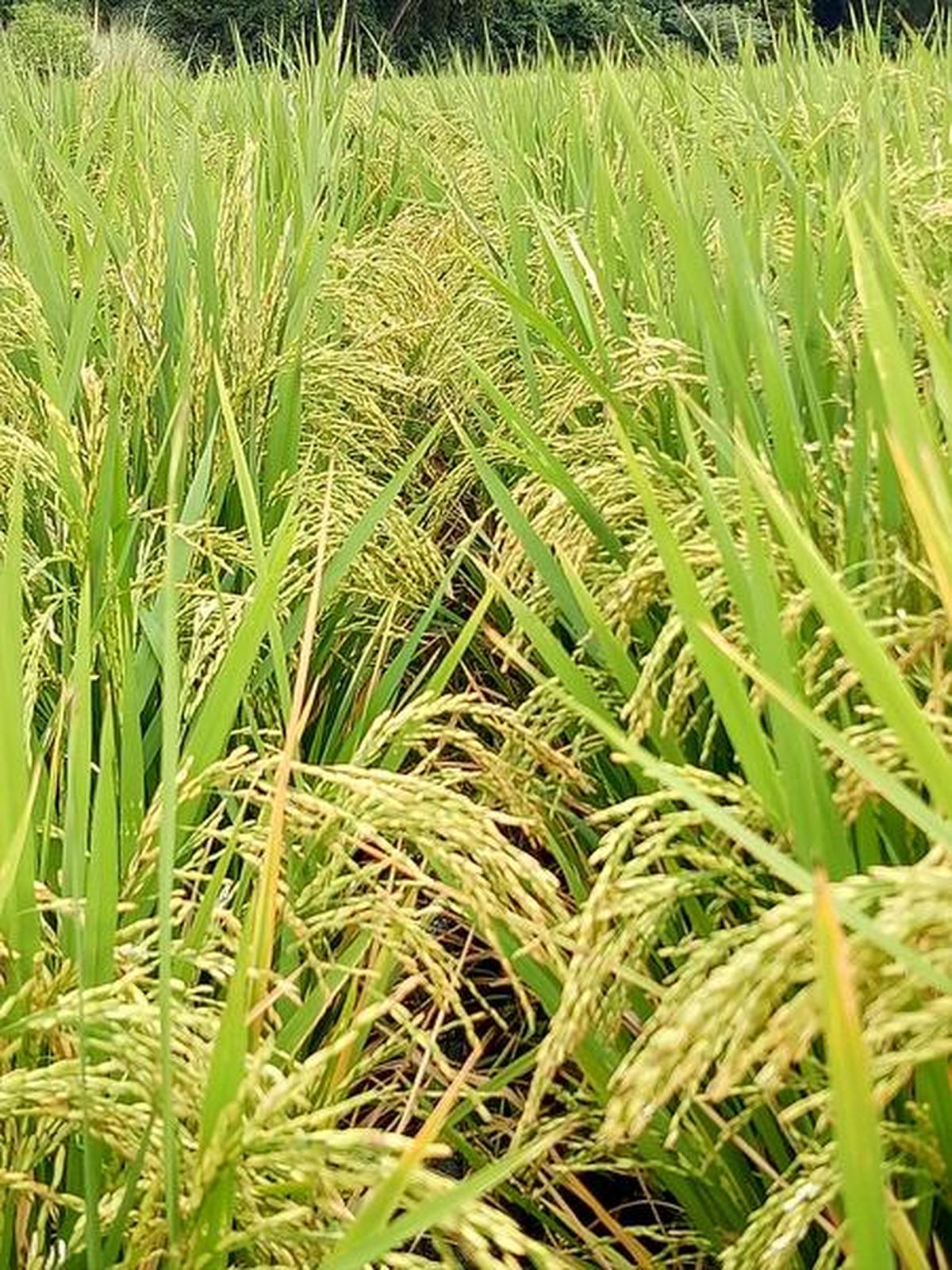 Rice institute touts new high yield variety - The Hindu