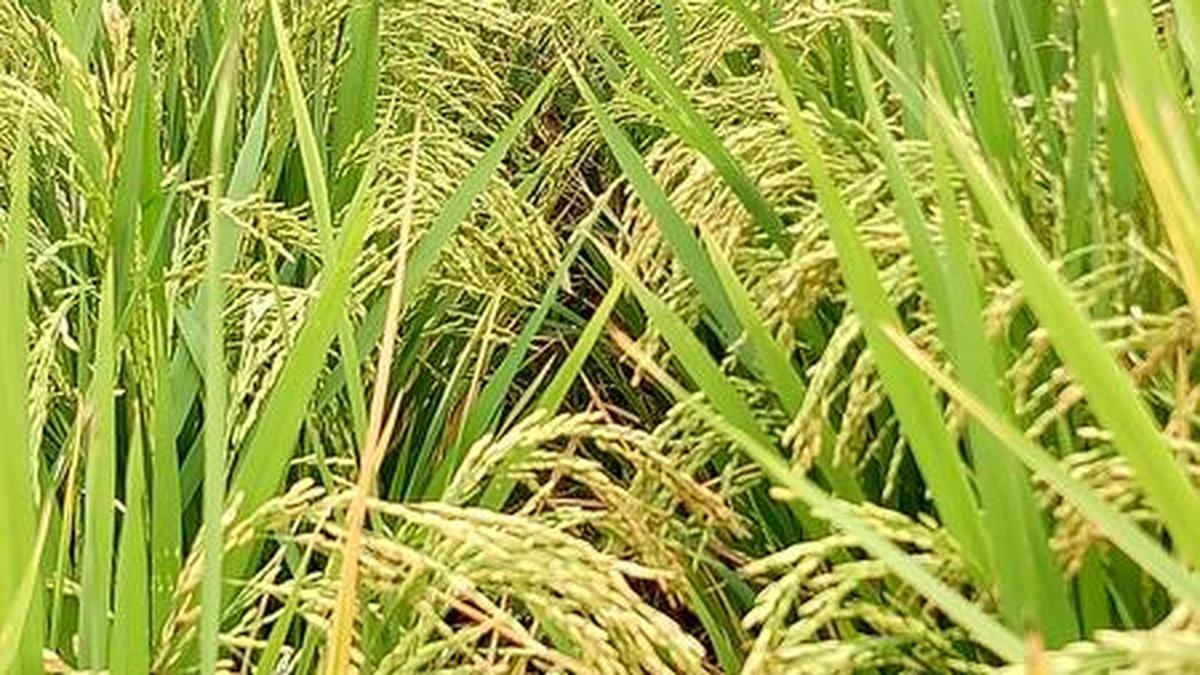 Rice institute touts new high yield variety - The Hindu