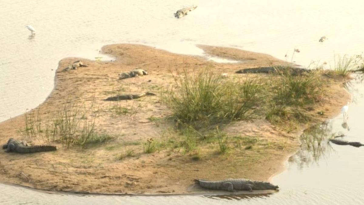 Crocodile Conservation Centre to come up at Anaikarai - The Hindu
