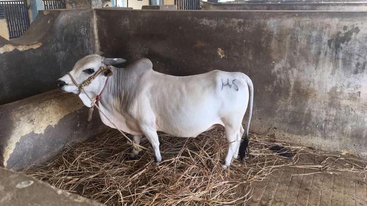 Scientists launch study to help Punganur cow back on its knees - The Hindu