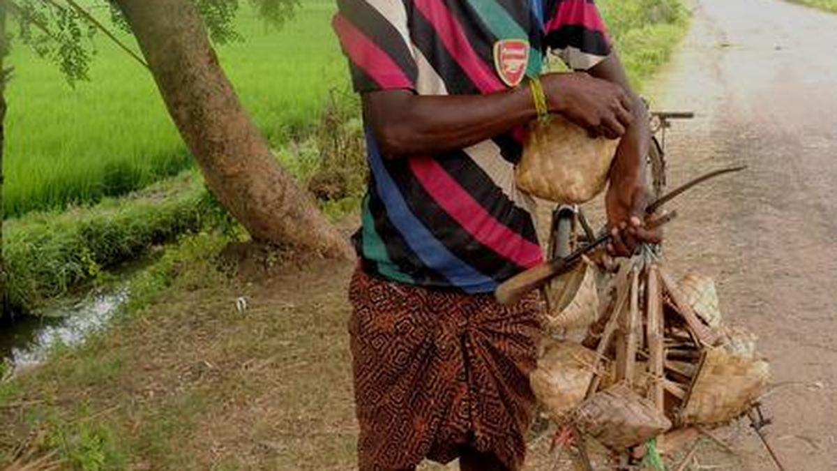 A tribe that saves farmers from rat menace - The Hindu