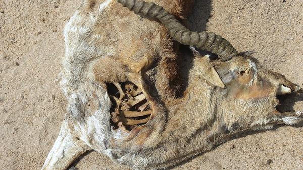 Three blackbuck found dead in East Godavari - The Hindu