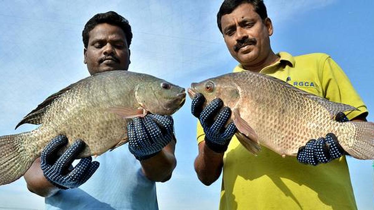 ICAR alerts MPEDA on Lake Virus in Tilapia fish - The Hindu