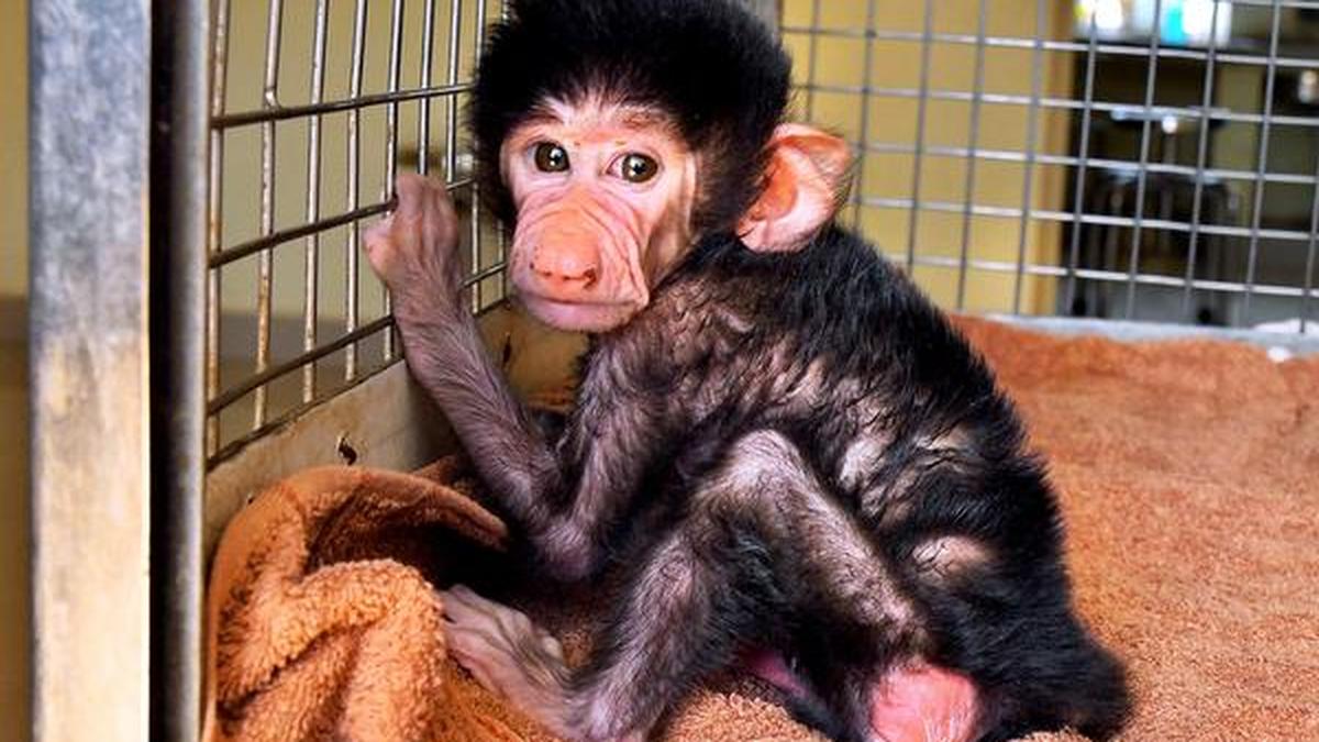 Sacred baboon being hand-raised in Vizag zoo - The Hindu