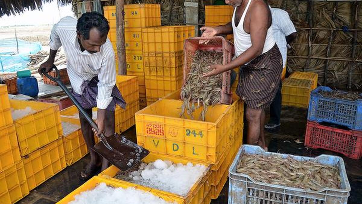 MPEDA delegation in Russia - The Hindu