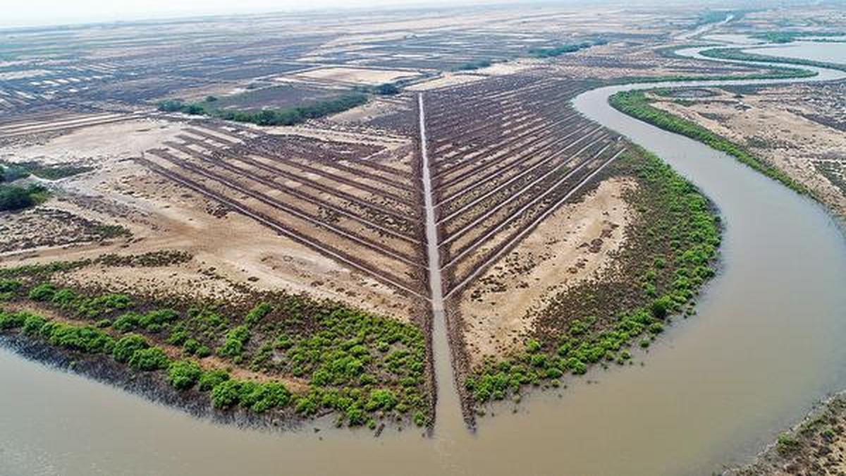 Fishbone model helps restore mangrove cover in KWS - The Hindu