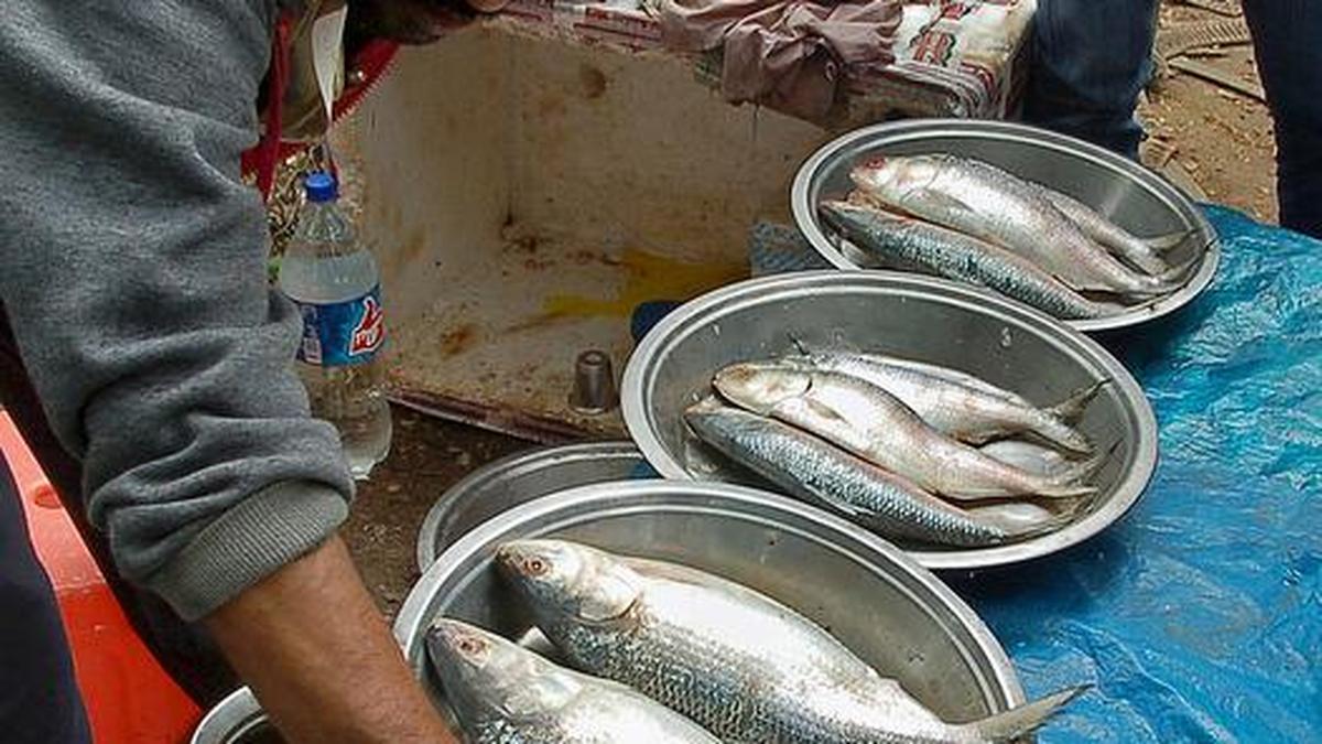 ‘Pulasa’ magic spreads far and wide - The Hindu