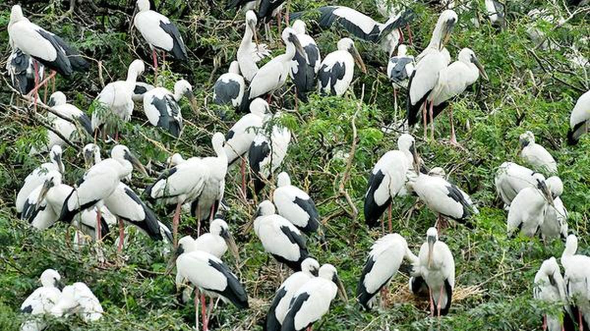 Go out and count: Here is how you can take part in the international ...