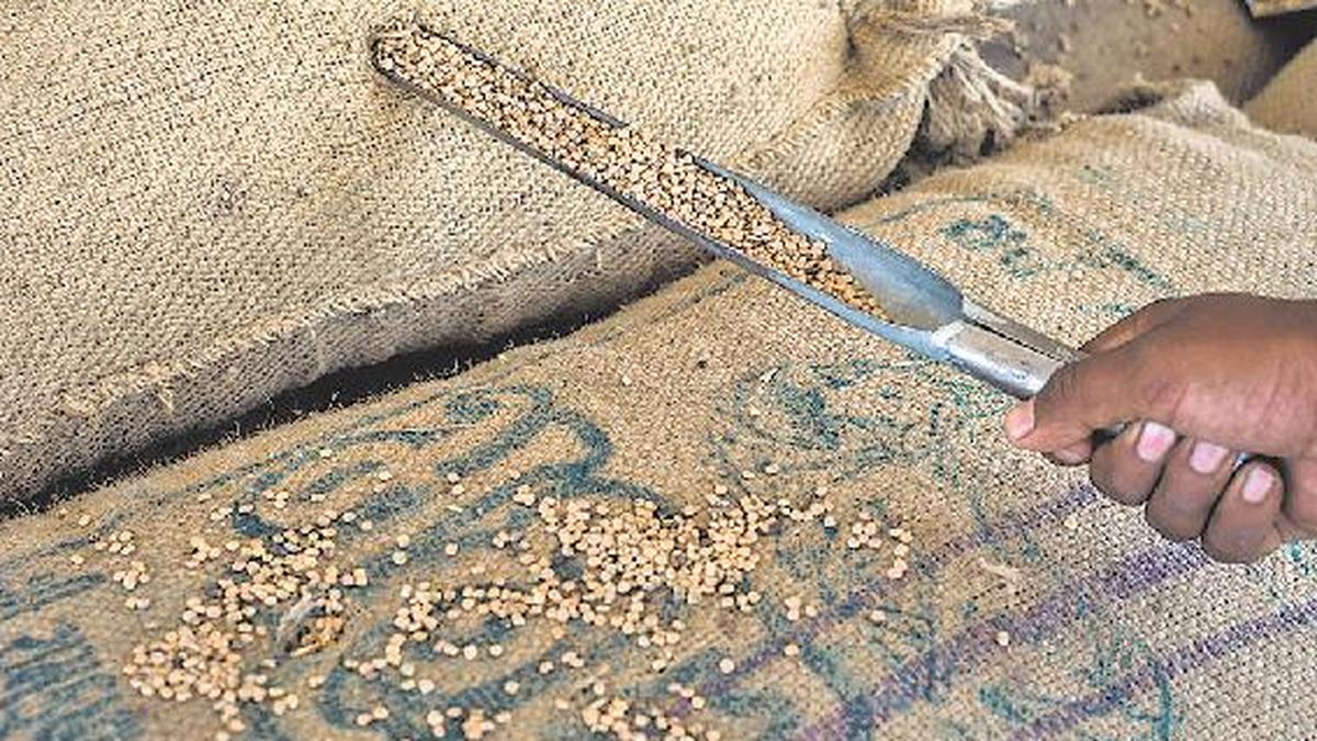 Farmers at their wits’ end over fake seeds - The Hindu