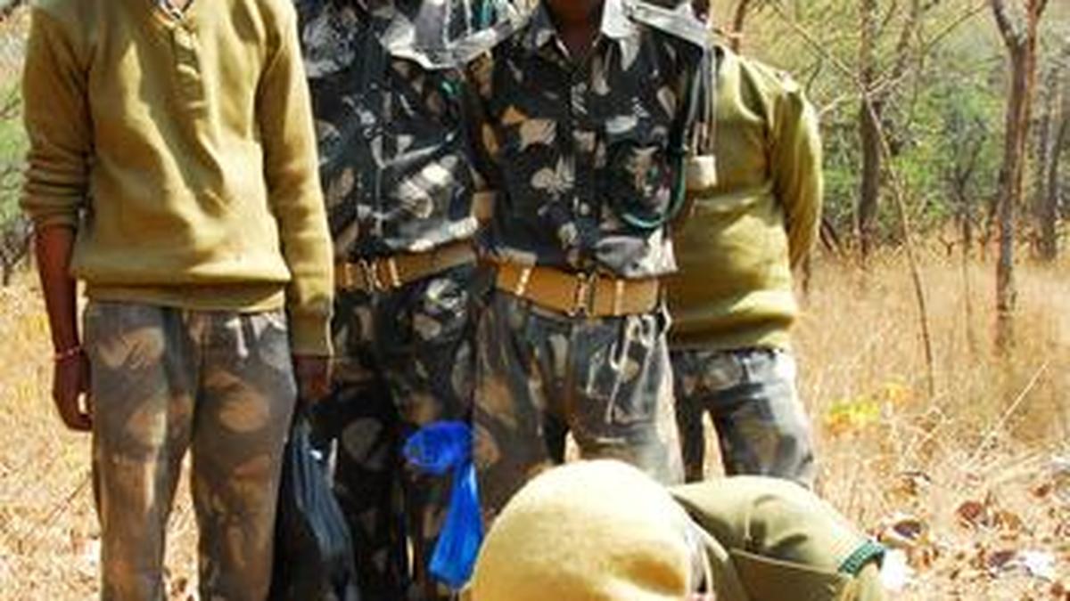 Chenchus in forefront of protecting big cats in NSTR - The Hindu