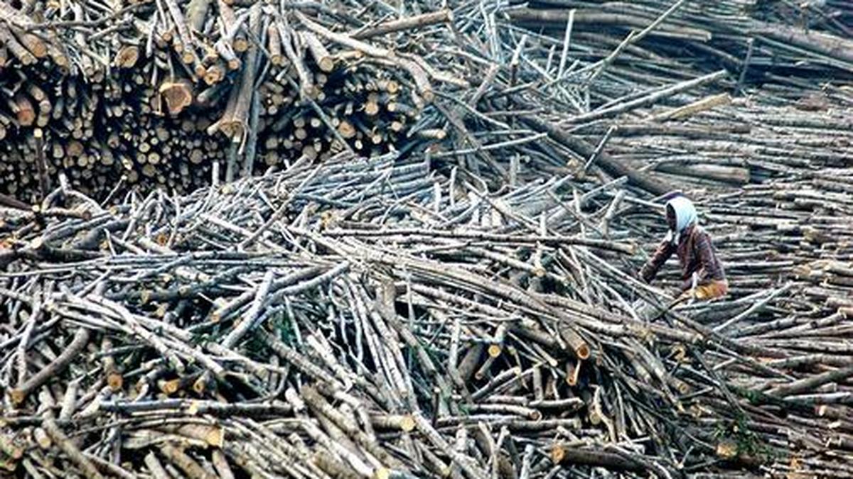 Dues of subabul farmers not yet cleared - The Hindu