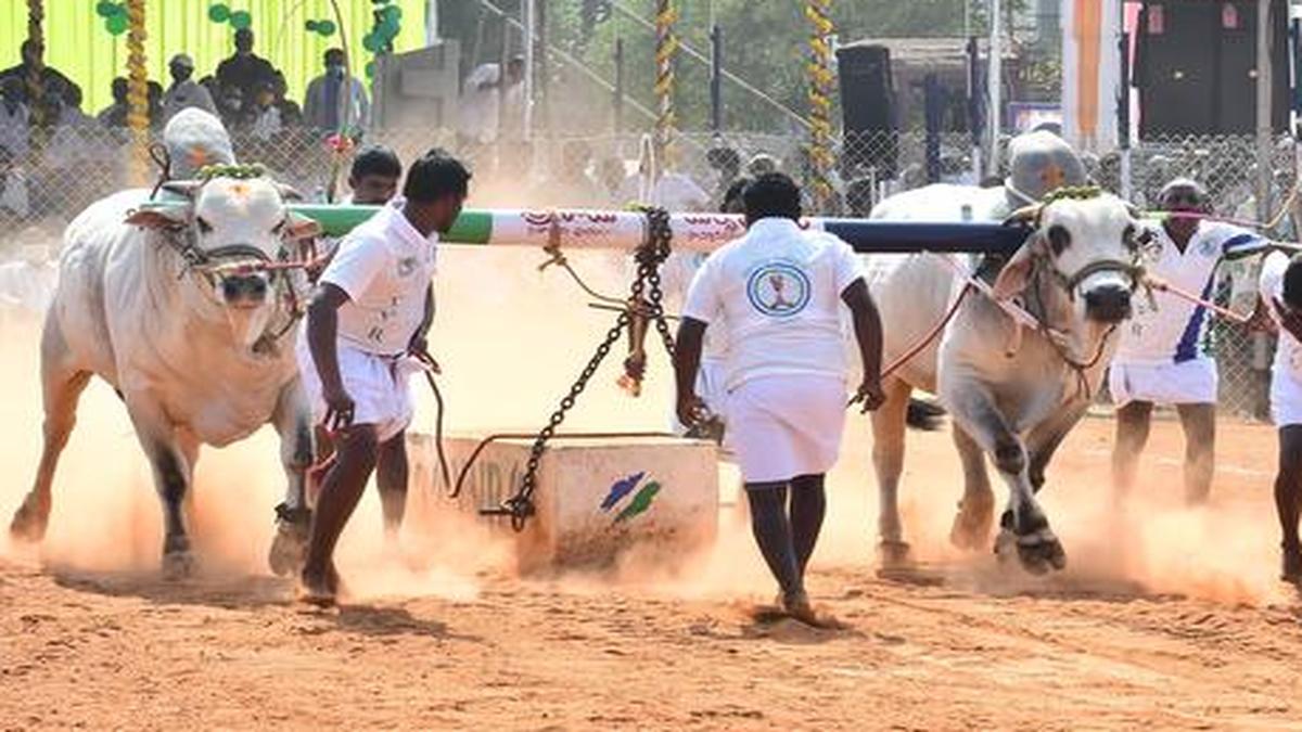 Bullock race fuels Sankranti revelry - The Hindu