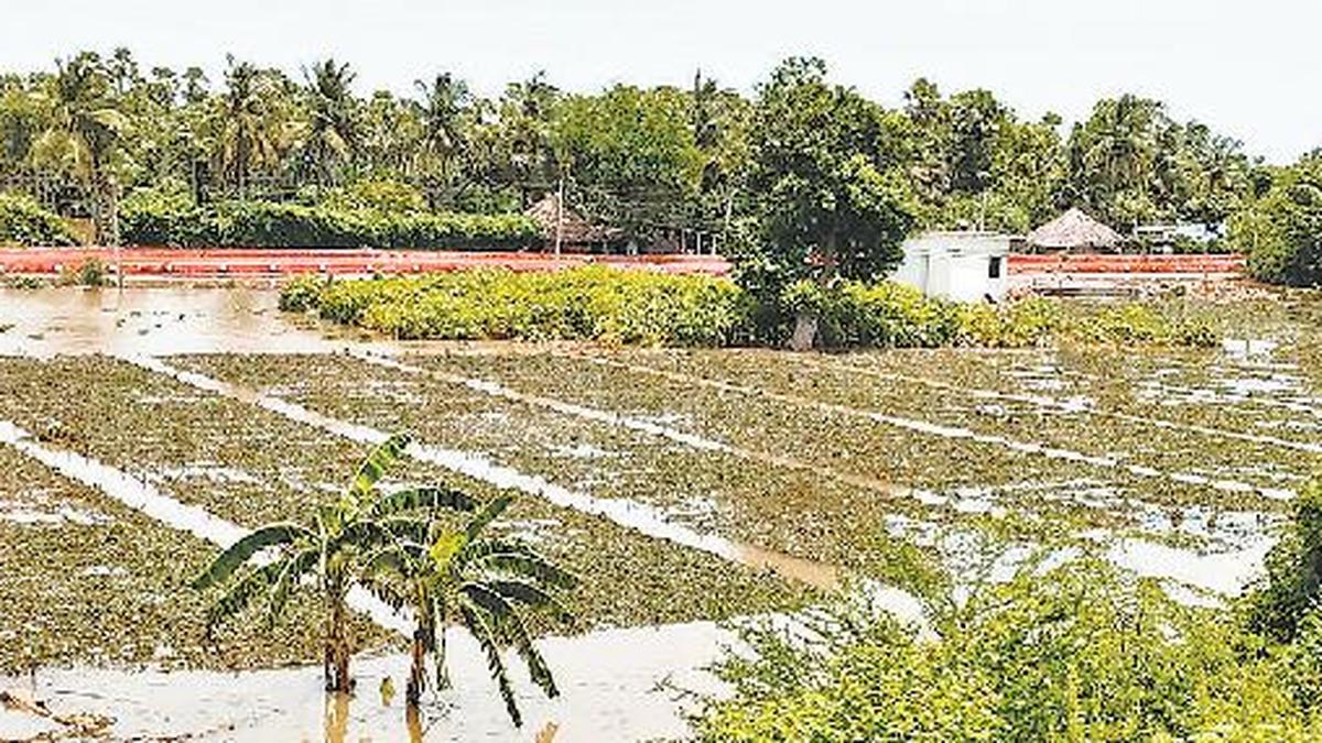 Tale of two extremes in Krishna delta - The Hindu