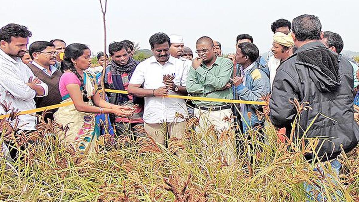 Ragi farmers strike it rich, thanks to ‘Guli’ cultivation practice ...