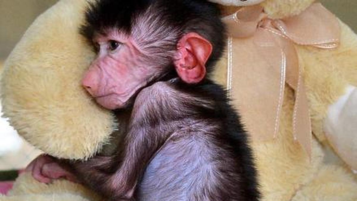 A rare tale of rescue and survival of a sacred baboon - The Hindu